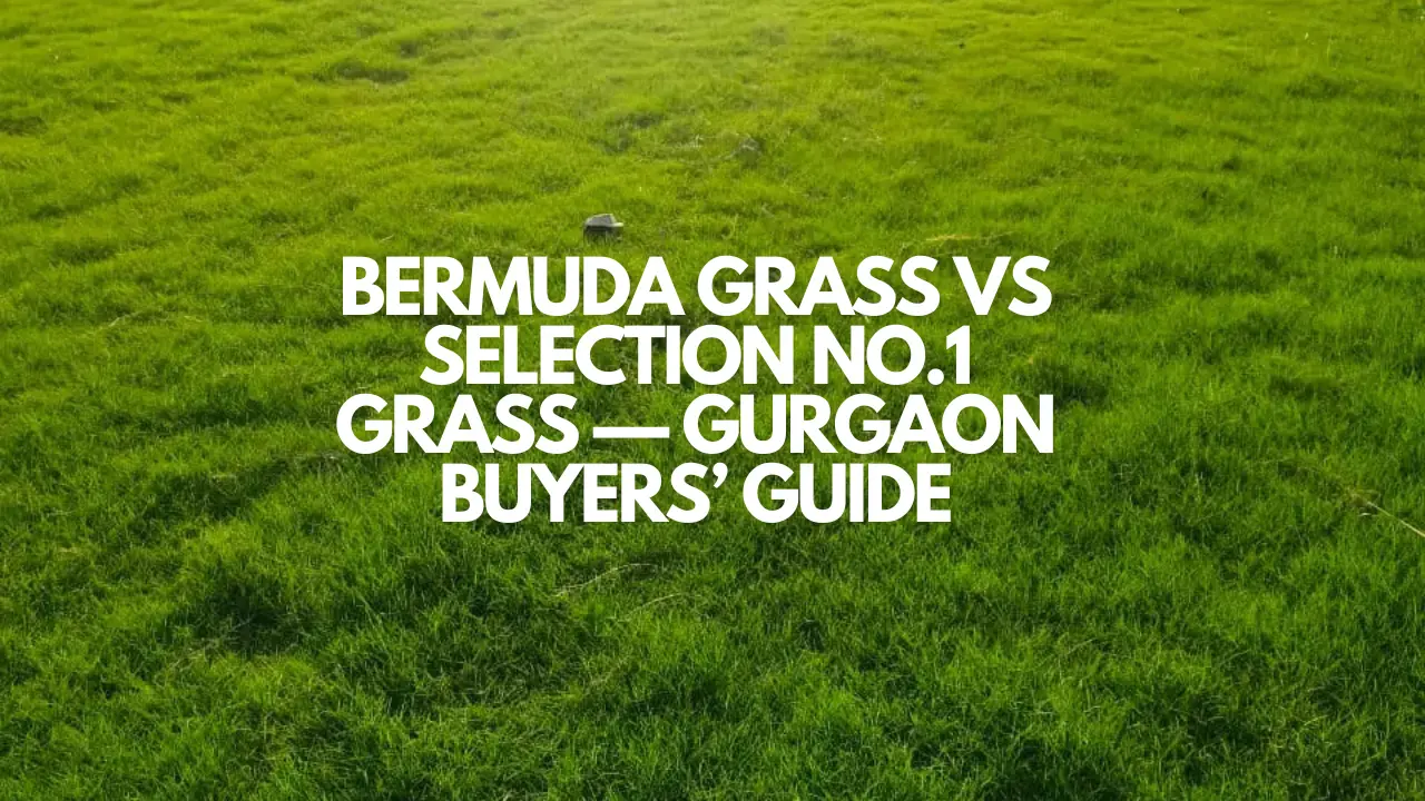 Gurgaon Lawn Grass Guide: Top Grass Options Reviewed - Balaji Nursery