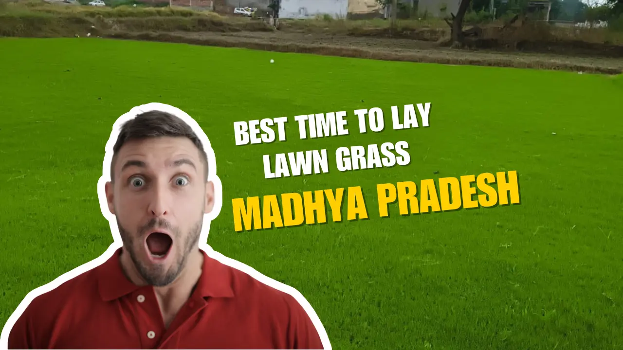 Best Time to Lay Lawn Grass in Madhya Pradesh Guide - Balaji Nursery