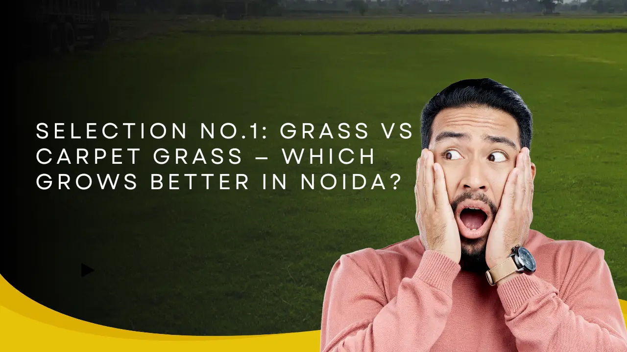 Selection No.1 Grass vs Carpet Grass for Noida Gardens - Balaji Nursery