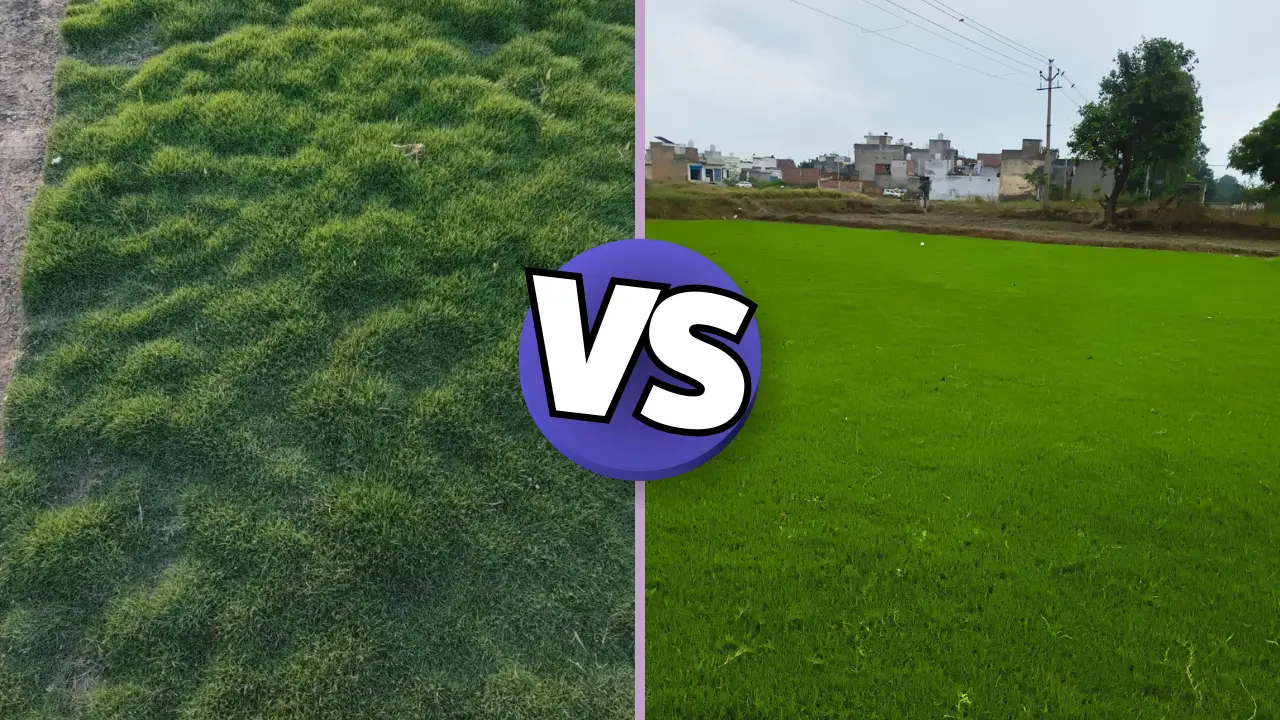 Mexican Grass vs Bermuda Grass: Which is Better? - Balaji Nursery