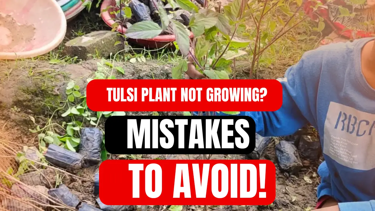 Tulsi Plant Not Growing? 9 Common Mistakes Most Indians Make (And How ...