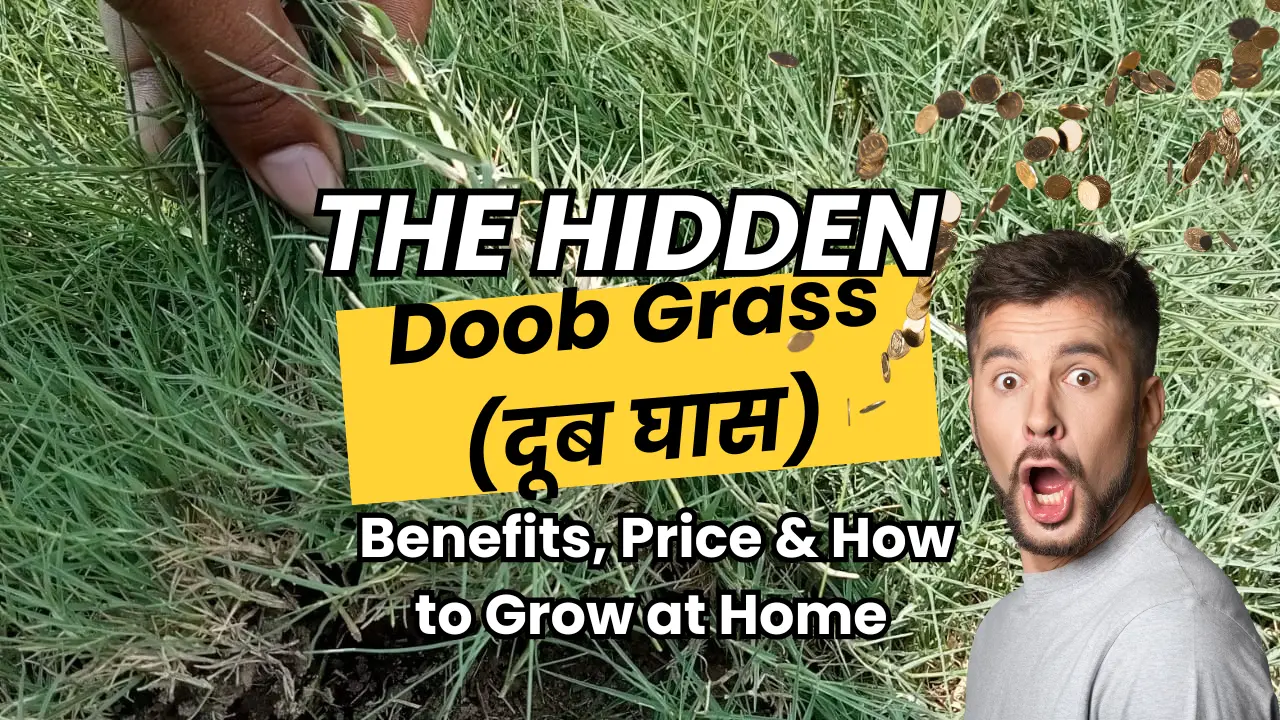 Doob Grass (दूब घास): Benefits, Price in India & How to Grow at Home